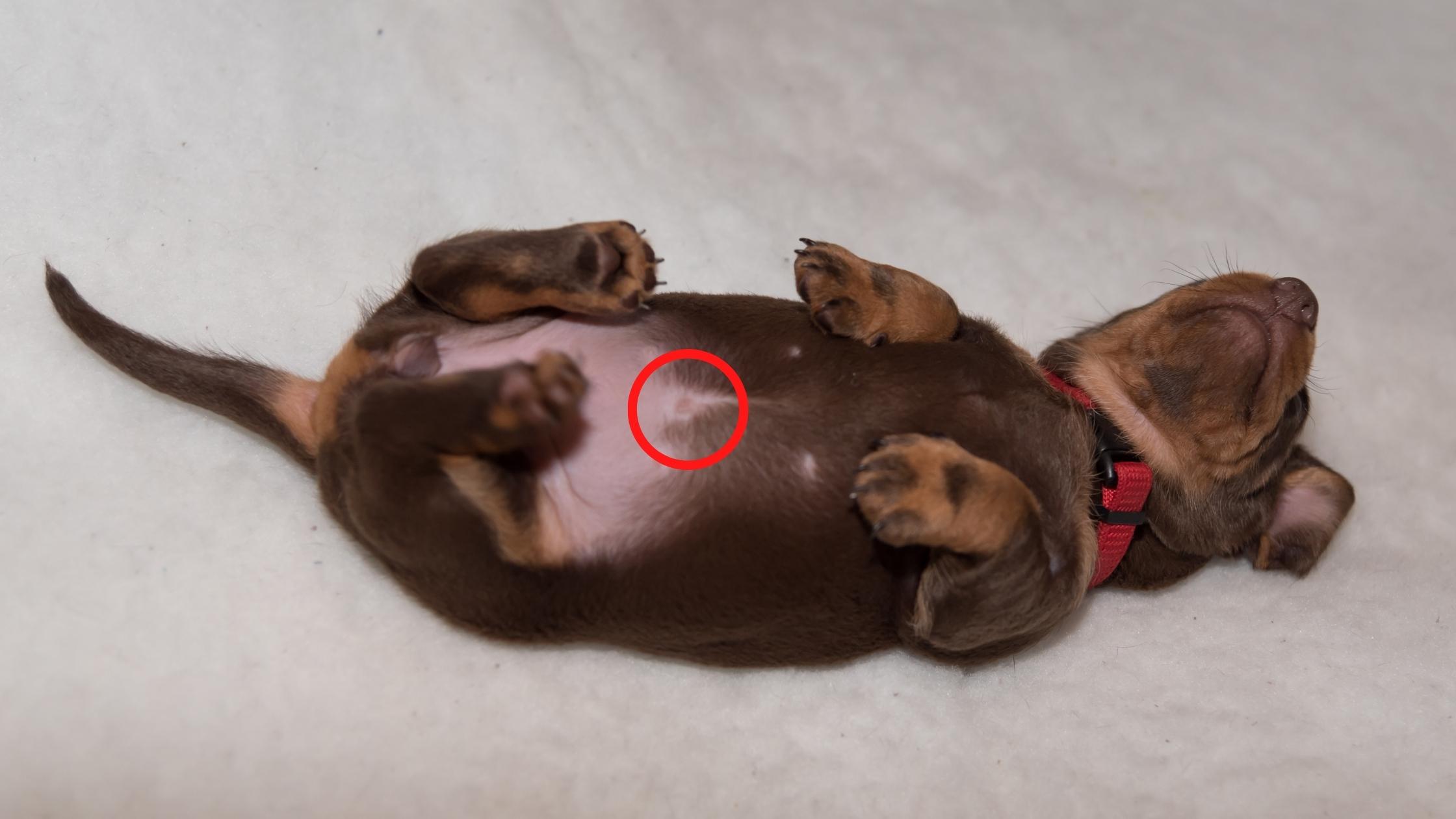 Do Dogs Have Belly Buttons & Why? - AnxiousCanine.com