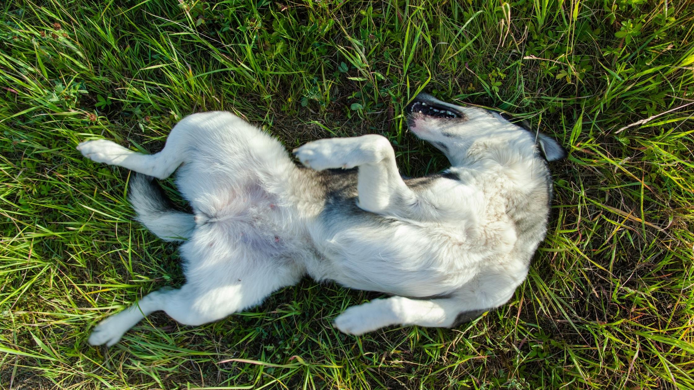 Do Dogs Have Belly Buttons & Why? - AnxiousCanine.com