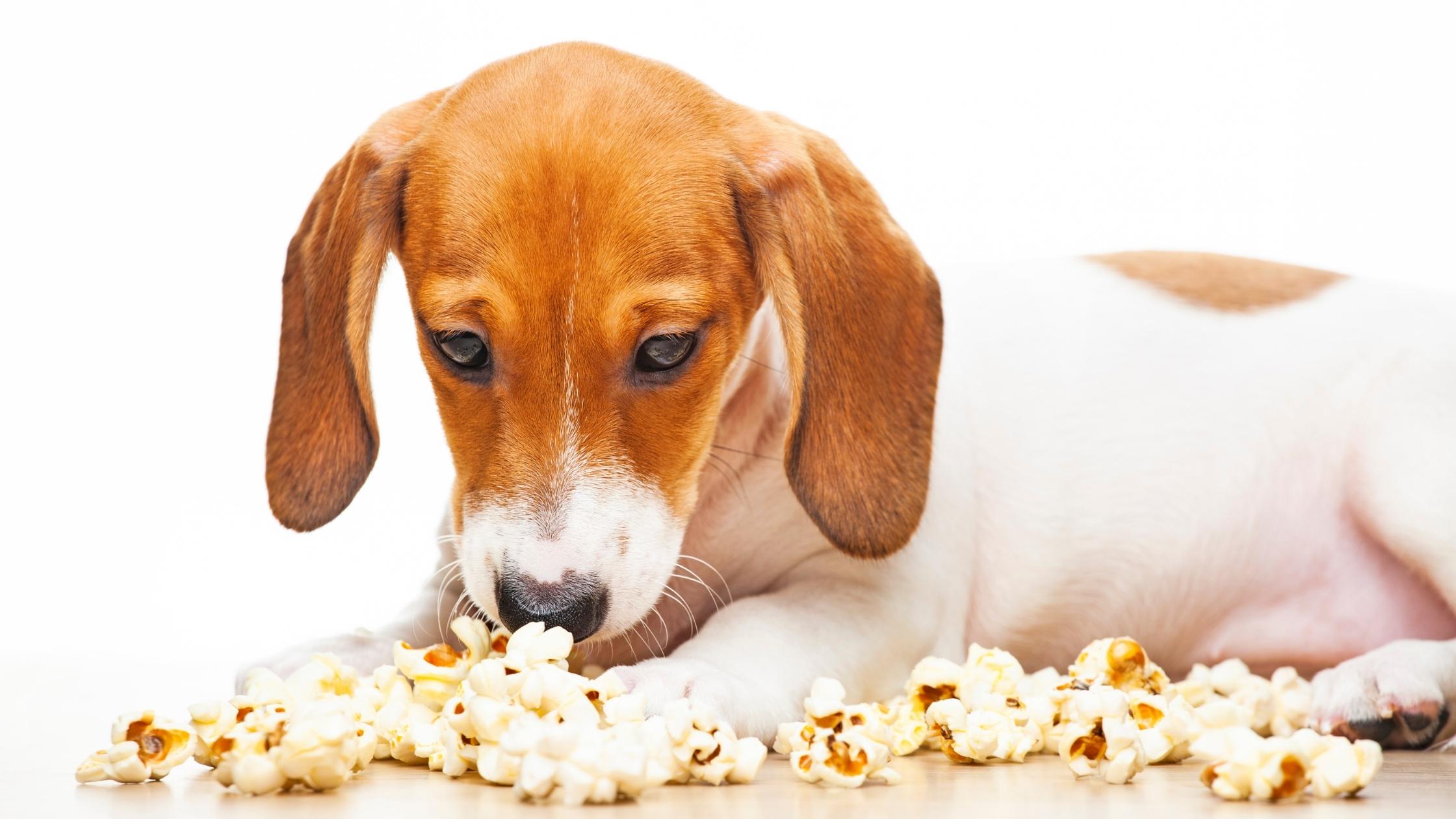 Can dogs eat popcorn? And is it healthy? - AnxiousCanine.com