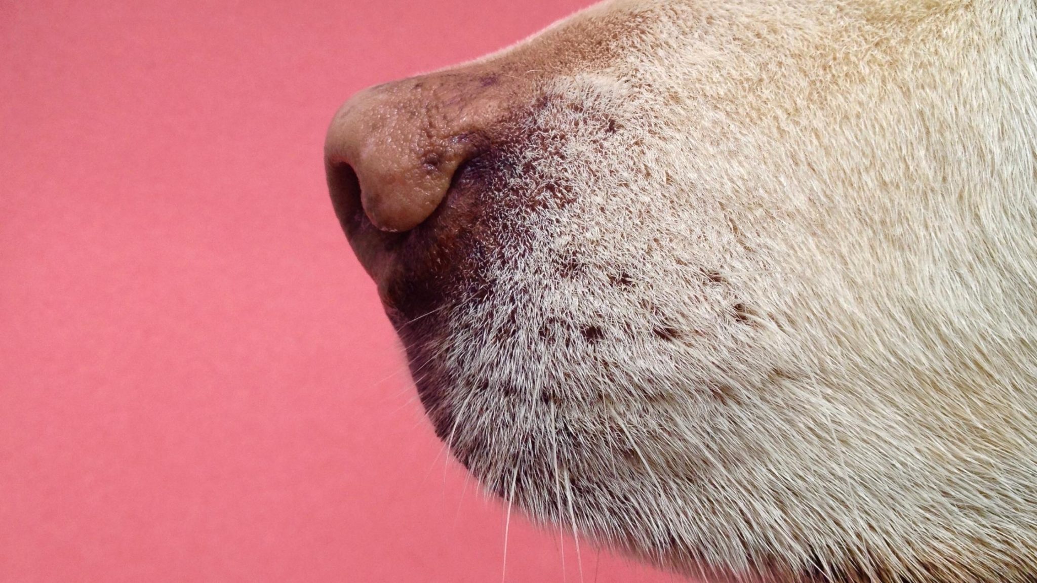 How Do Dogs Show Affection? 26 Supercute Signs They Love You!