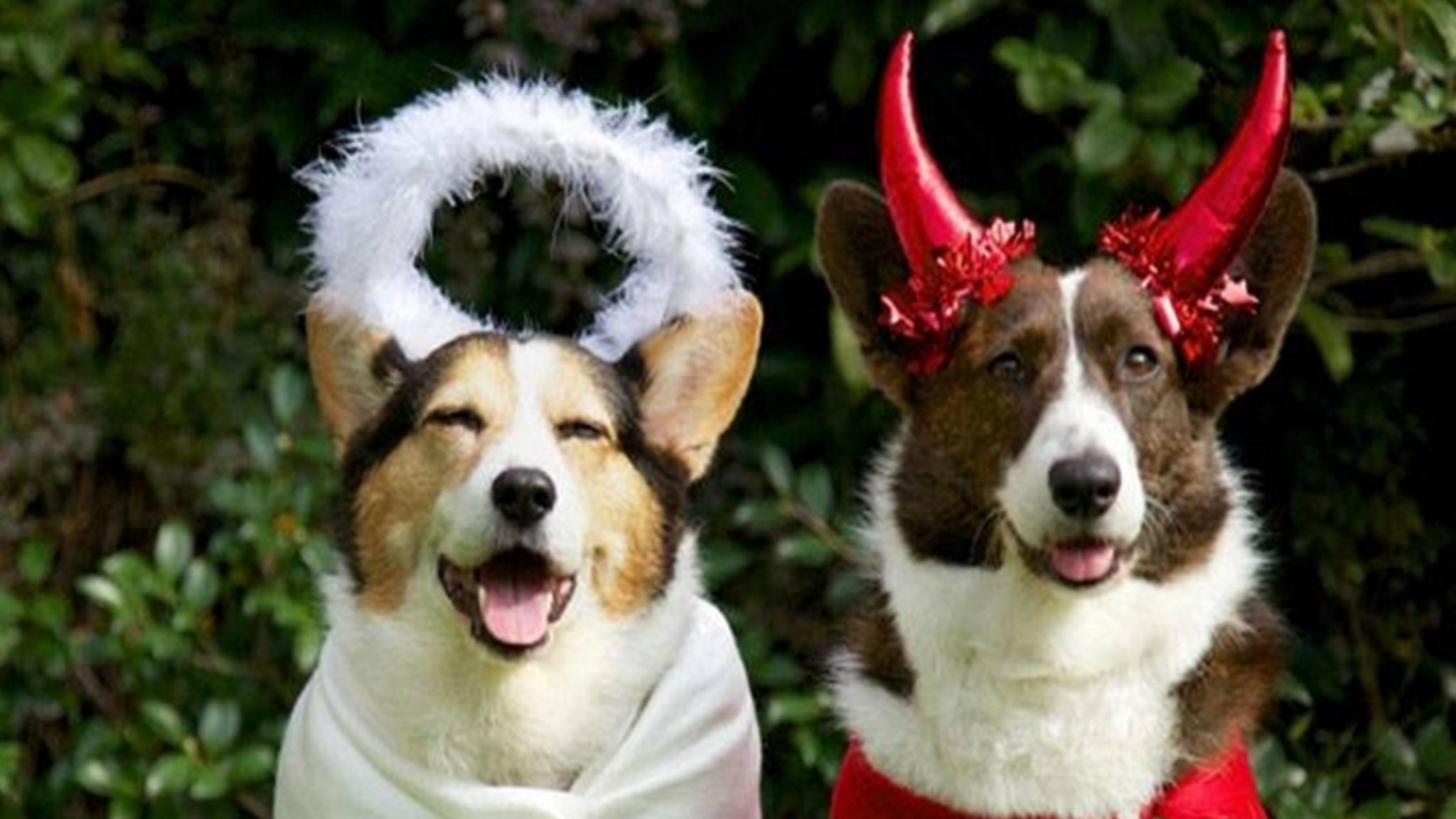 Destructive dogs - Stop them destroying your home - AnxiousCanine.com