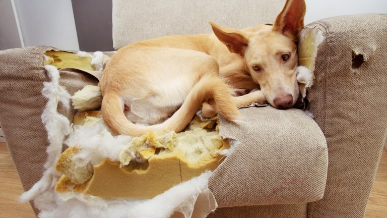 Destructive dogs - Stop them destroying your home - AnxiousCanine.com
