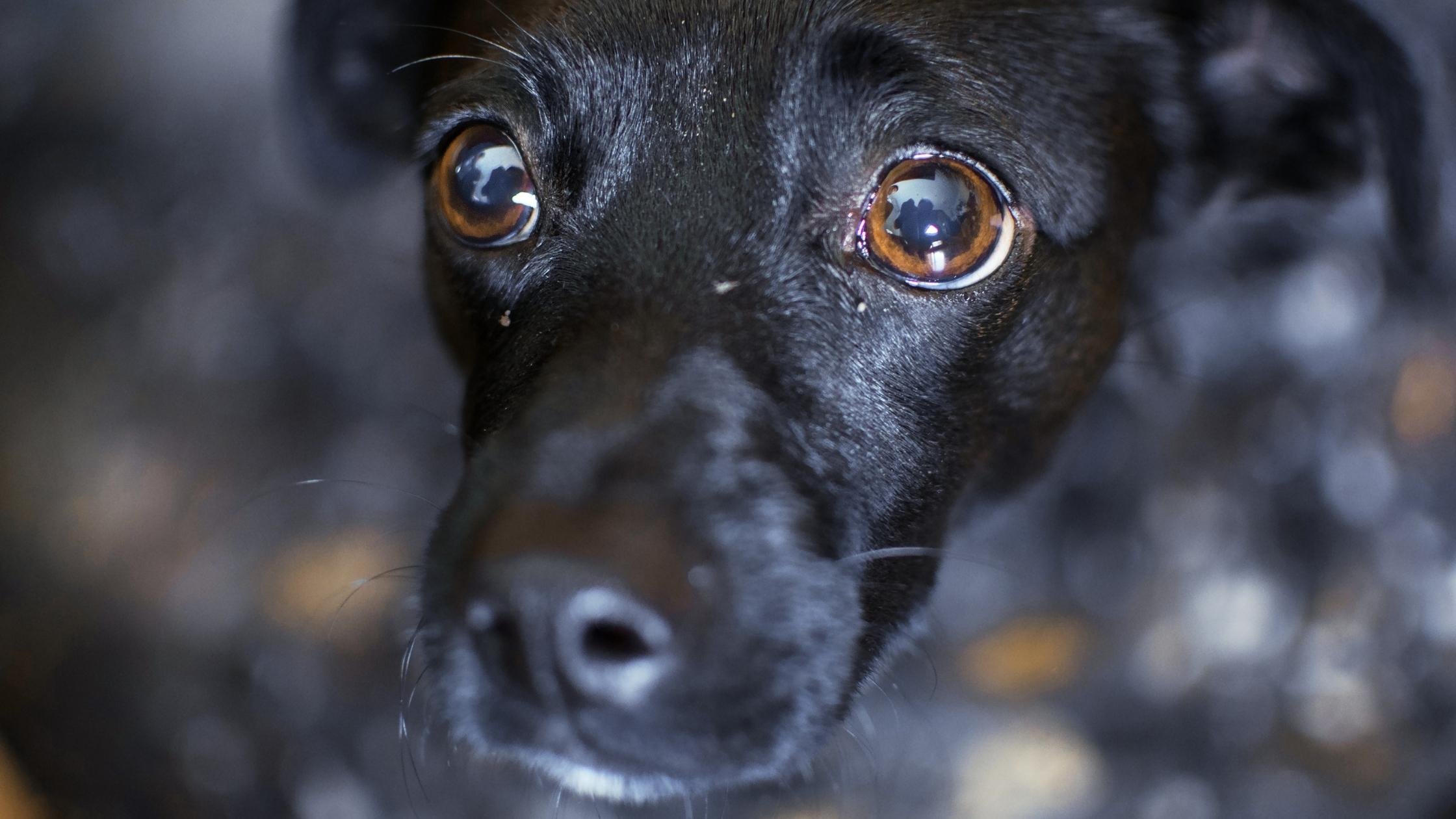 Destructive dogs - Stop them destroying your home - AnxiousCanine.com