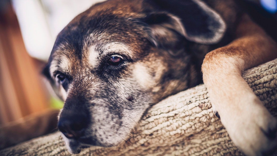 Senior Dog Anxiety: Conquering Behavior Problems in Older dogs ...