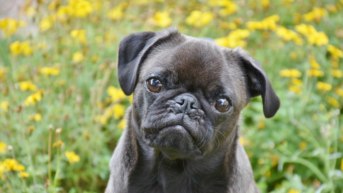 Pug-nacious Partings: How to Soothe Pug Separation Anxiety ...