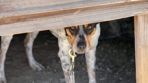 How to Approach and Help a Scared, Nervous, or Shy Dog Safely